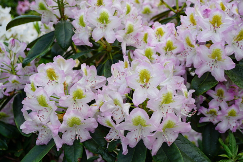 Henry Hesse, Hamersen: Rhododendronzüchter